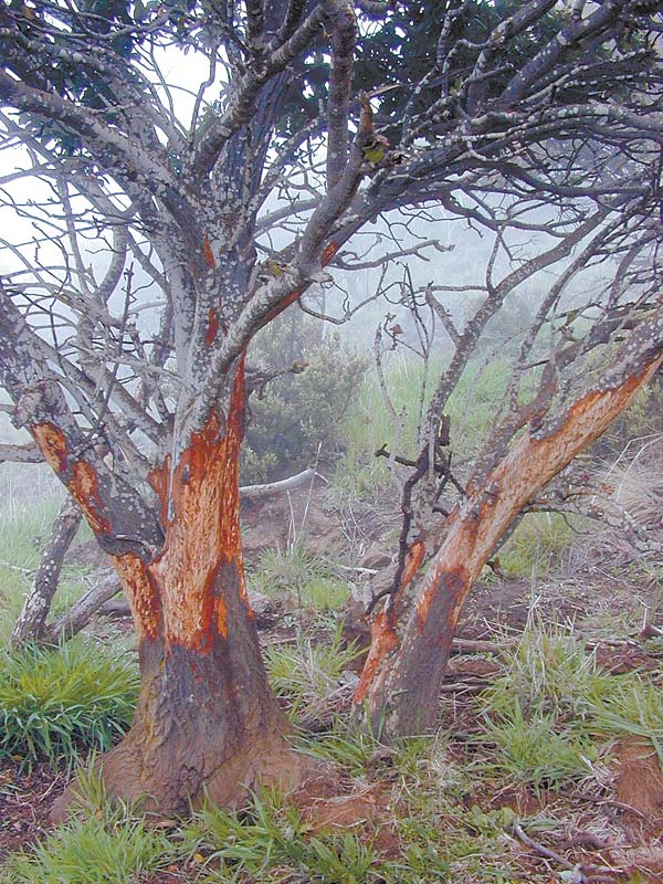 Protecting ohia: Fencing for the trees | News, Sports, Jobs - Maui News